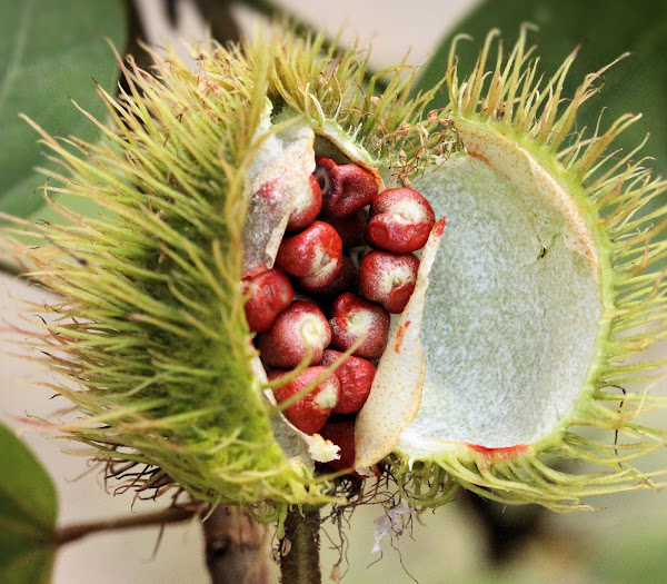 Atsuete or Achuete Plant | Project Noah