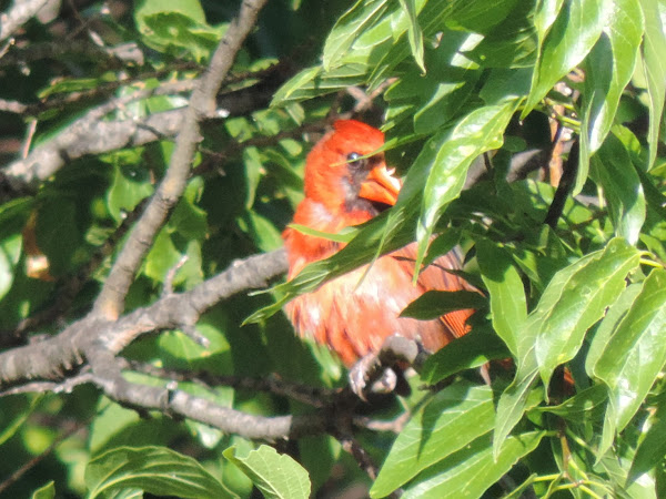 Northern Cardinal | Project Noah