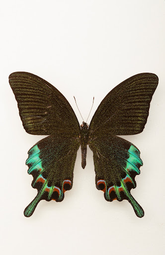 Luzon Peacock Swallowtail — Google Arts & Culture