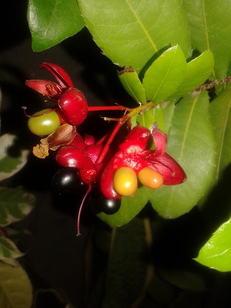 Mickey mouse plant | Project Noah