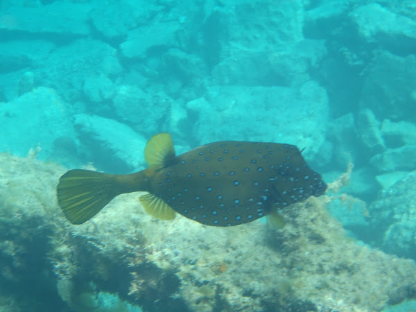 Box fish | Project Noah