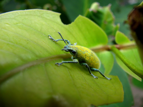Gold Dust Weevils | Project Noah