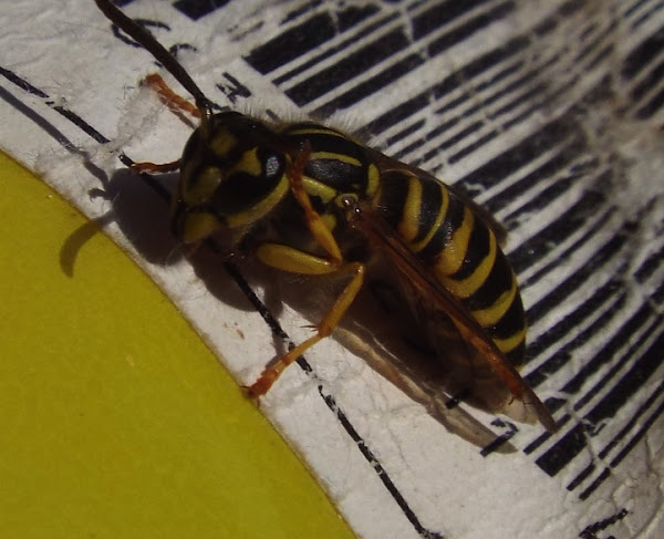 Southern yellow jacket | Project Noah