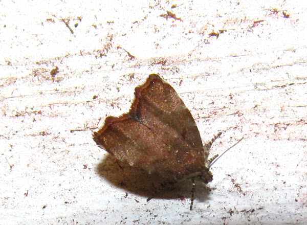 Apple Leaf Skeletonizer | Project Noah