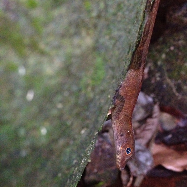 Yellow-chinned Anole | Project Noah