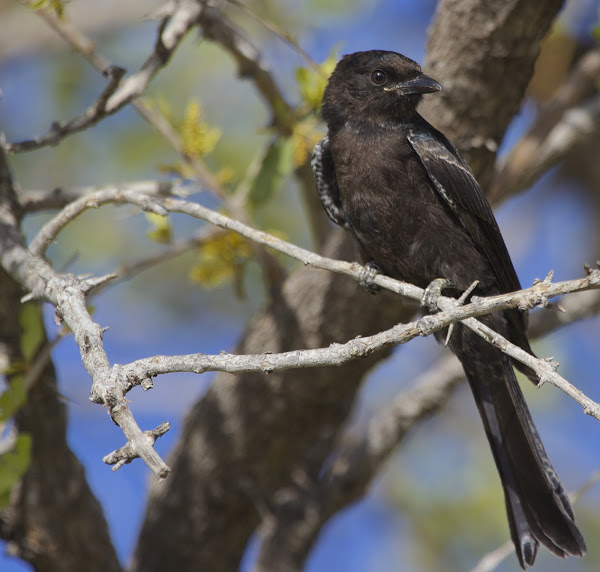 Fork-tailed drongo | Project Noah