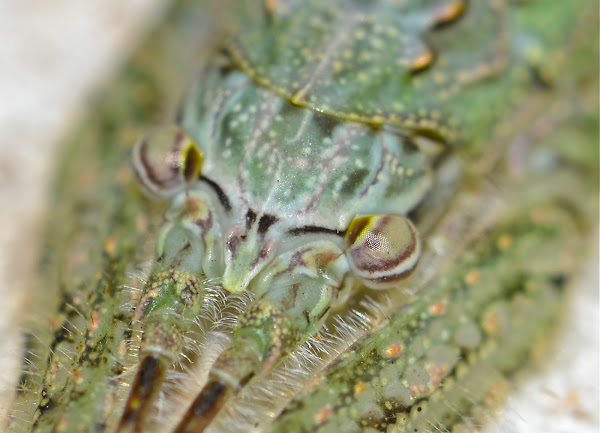 Stick Insect | Project Noah