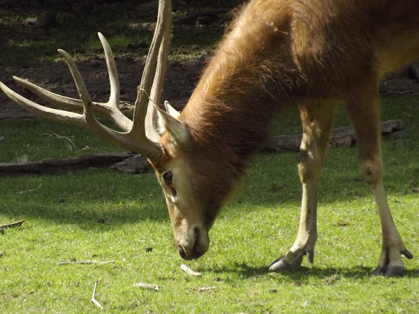 Père David's Deer | Project Noah