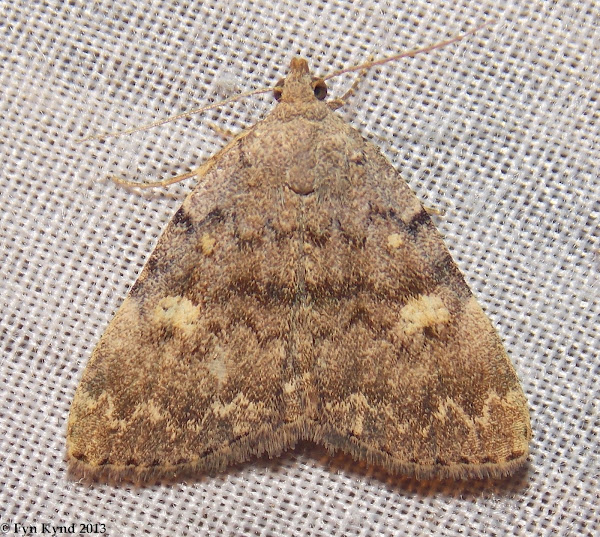 Common Idia | Project Noah