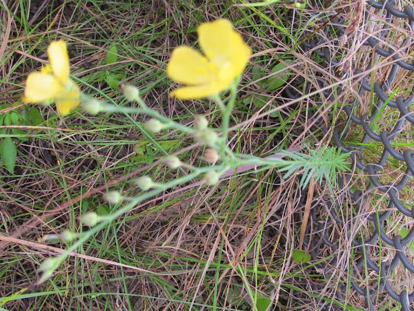 Florida Yellow Flax | Project Noah