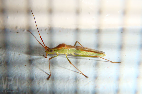 Rice Bug | Project Noah