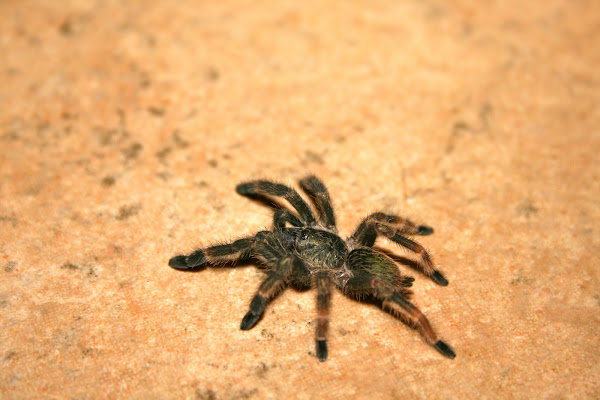 Pica Caballo Tarantula | Project Noah