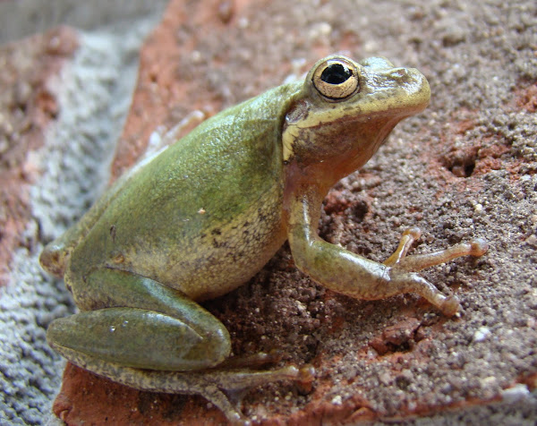Green Tree Frog | Project Noah