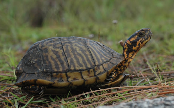 Ornate box turtle | Project Noah