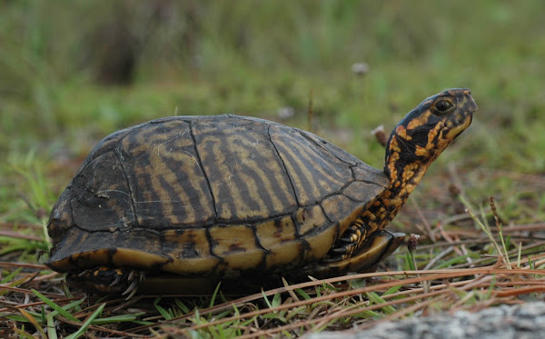 Ornate box turtle | Project Noah