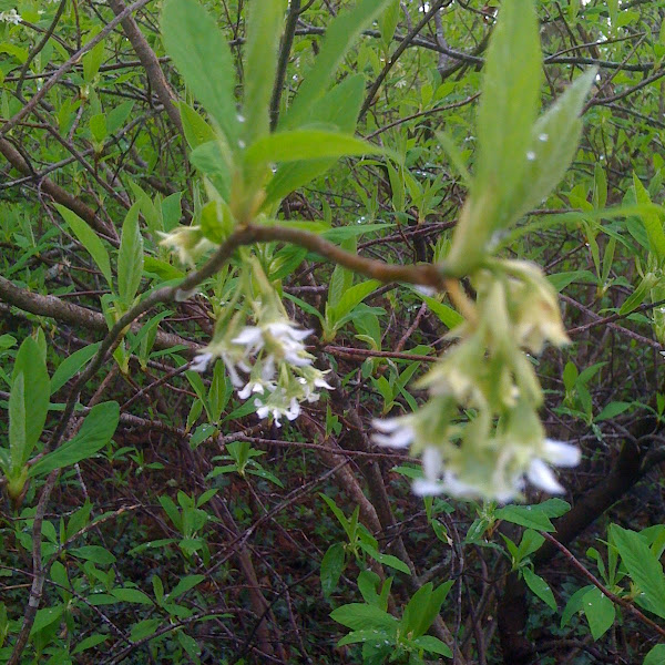 Indian Plum | Project Noah