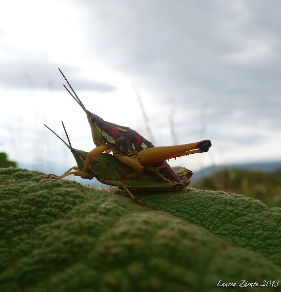 Grasshopper - Chapulin Comestible | Project Noah
