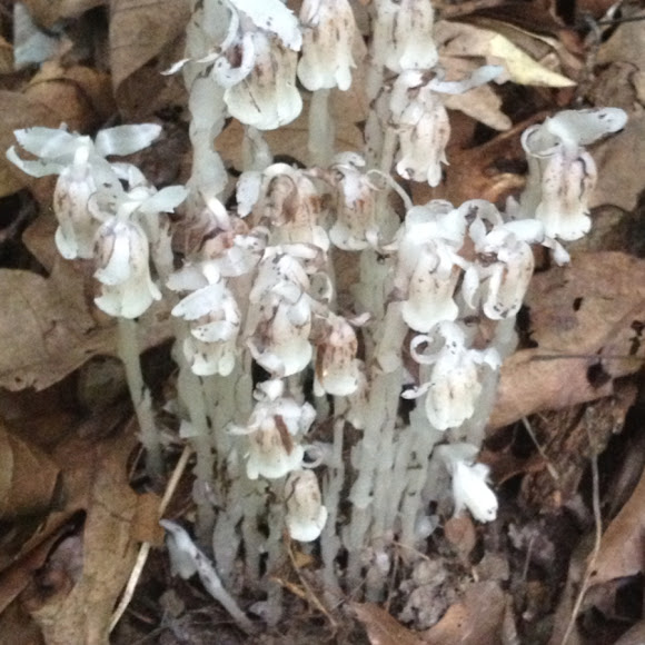 Indian Pipe or Ghost Plant | Project Noah