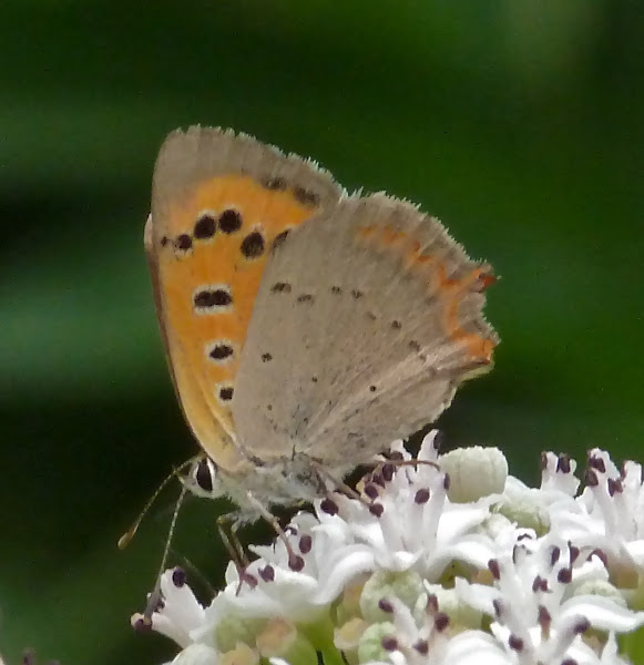 Small Copper or Common Copper | Project Noah