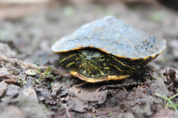 Red-eared Slider (Hatchling) | Project Noah