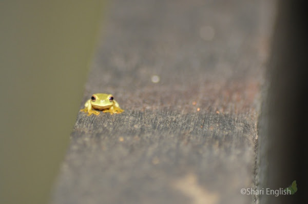 Graceful Treefrog | Project Noah