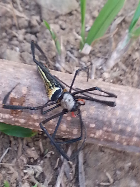 spider | Project Noah