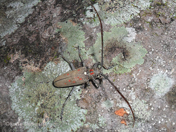 Mango Stem-Borer | Project Noah