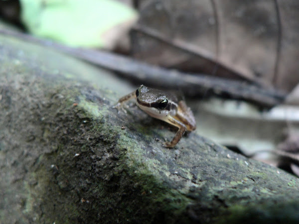 Colostethus frog | Project Noah