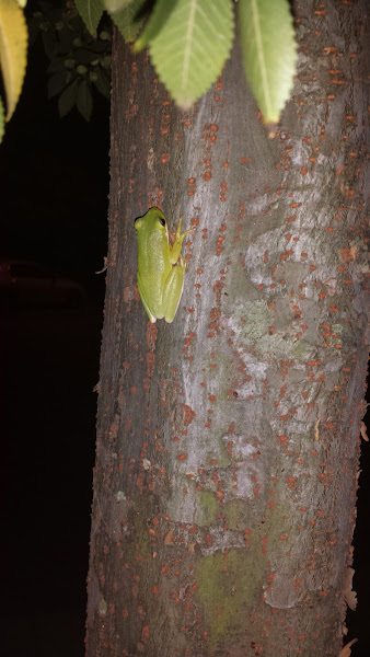 Squirrel Tree Frog | Project Noah