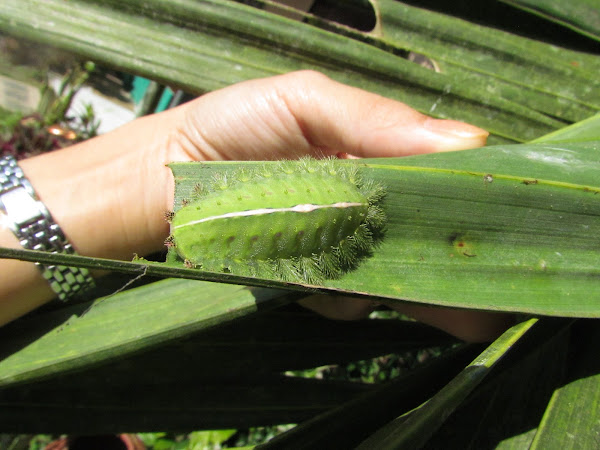Green-Crowned Slug Moth, Caterpillar | Project Noah