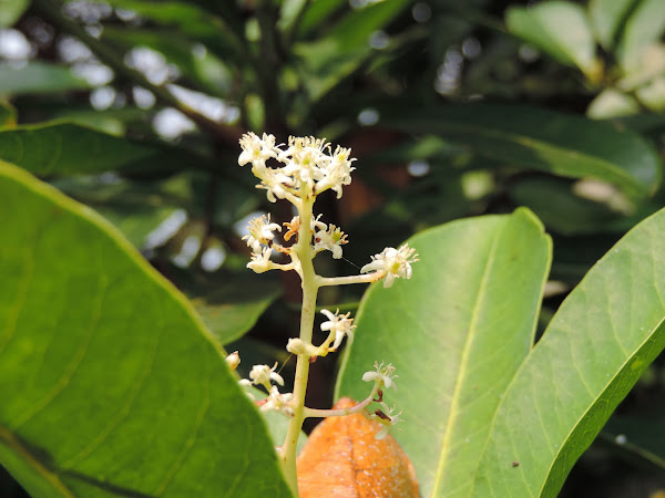 Little gooseberry tree / Otake udang | Project Noah