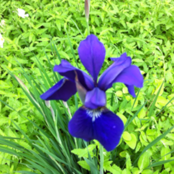 Little Caesar Siberian Iris | Project Noah