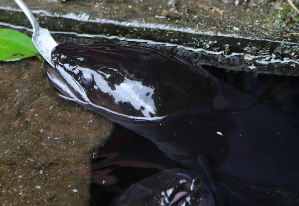 Long-Finned Eel | Project Noah