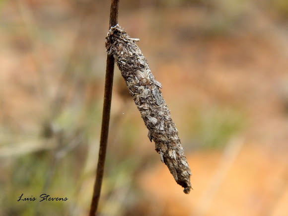 Case Moth cocoon | Project Noah