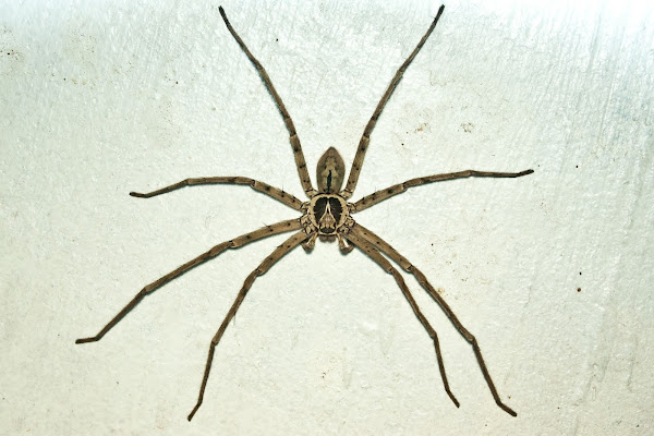 Brown huntsman (male) | Project Noah