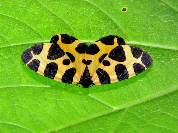 Leopard Moth | Project Noah