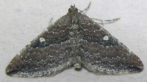 Gem Moth | Project Noah