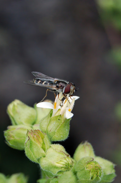 Sírfido | Project Noah