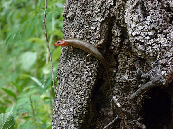 Broadhead Skink | Project Noah