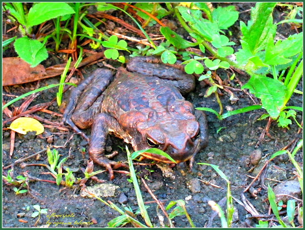 Cane Toad (Juvenile) | Project Noah