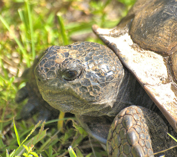 Gopher tortoise | Project Noah