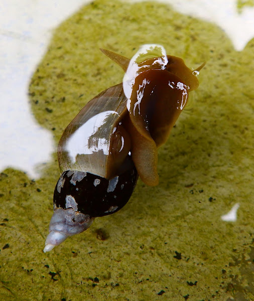 Great Pond Snail | Project Noah