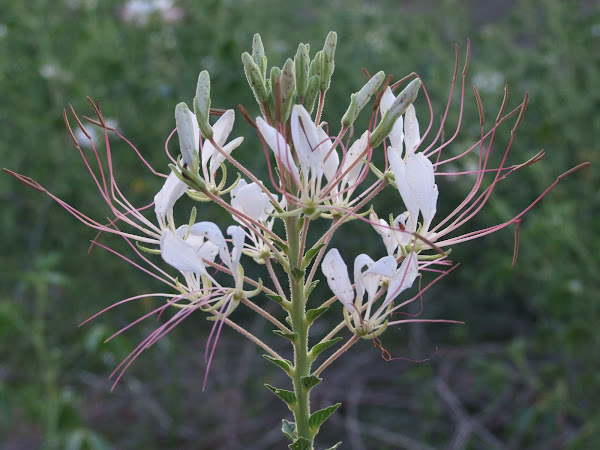 Mussambê | Project Noah