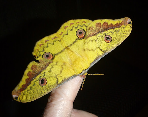 Copaxa Moth | Project Noah