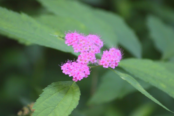 Japanese Spiraea | Project Noah