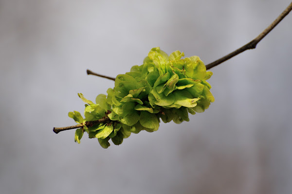 Elm samara, sámara de olmo | Project Noah