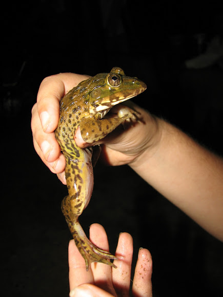 Rugulose bull frog | Project Noah