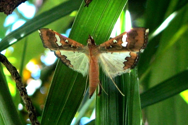 Bean Pod Borer Moth or Legume Pod Borer Moth | Project Noah