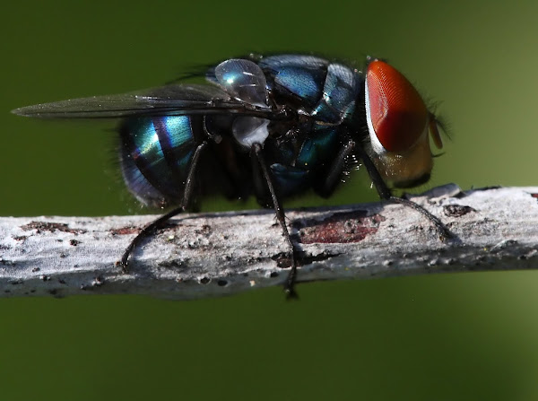 Blue bottle fly | Project Noah