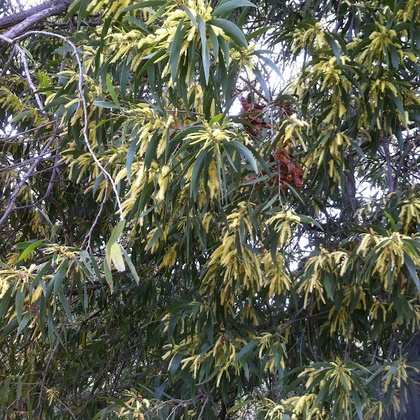 Brown salwood, Hickory wattle | Project Noah